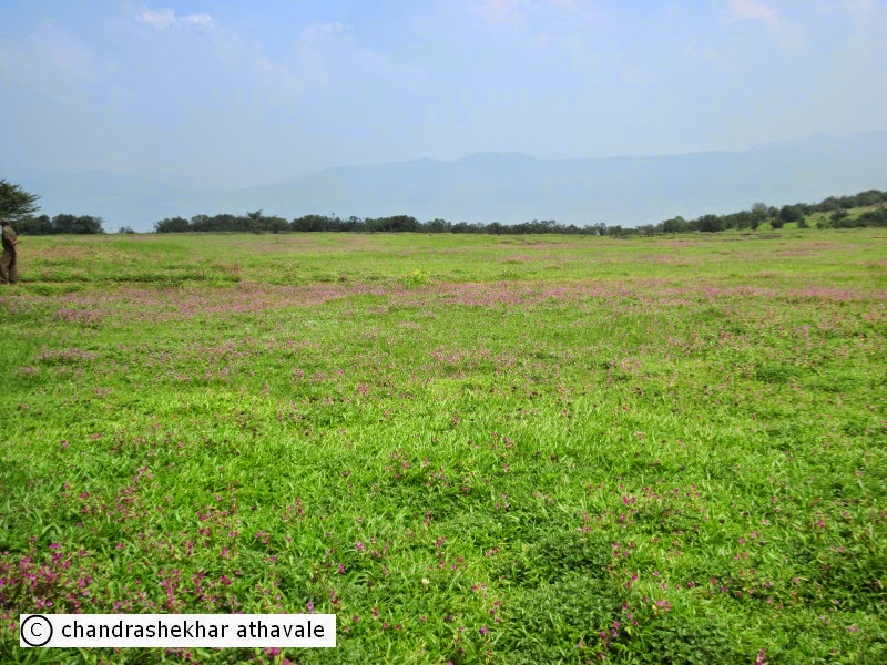 Akshardhool Travels: Wildflowers of Kass