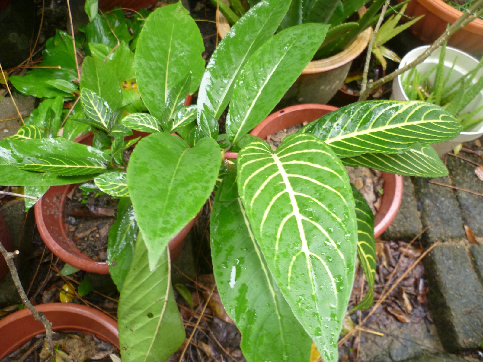 ANTARA HOBI DAN KEBUN MINI: Sembong