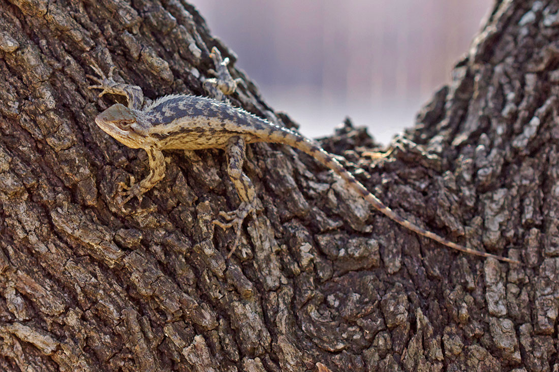 Corey Carter | Austin, Texas: Texas Spiny Lizard