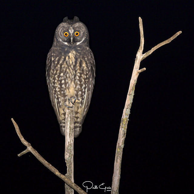 mis fotos de aves: Asio stygius Lechuzón Negruzco Stygian Owl