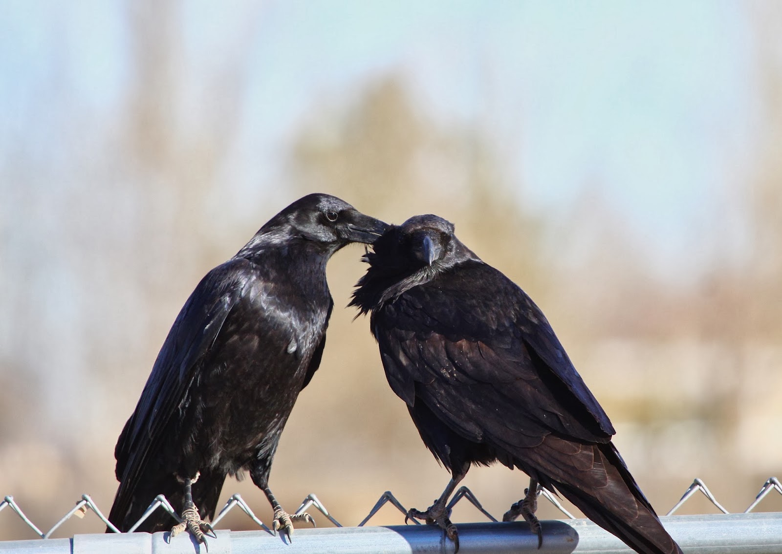 Roger's Birding Adventures: Interesting Common Raven behavior, plus ...