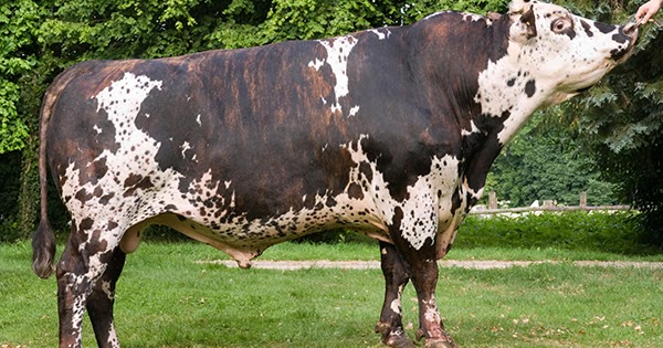 RAZAS DE TOROS: NORMANDO