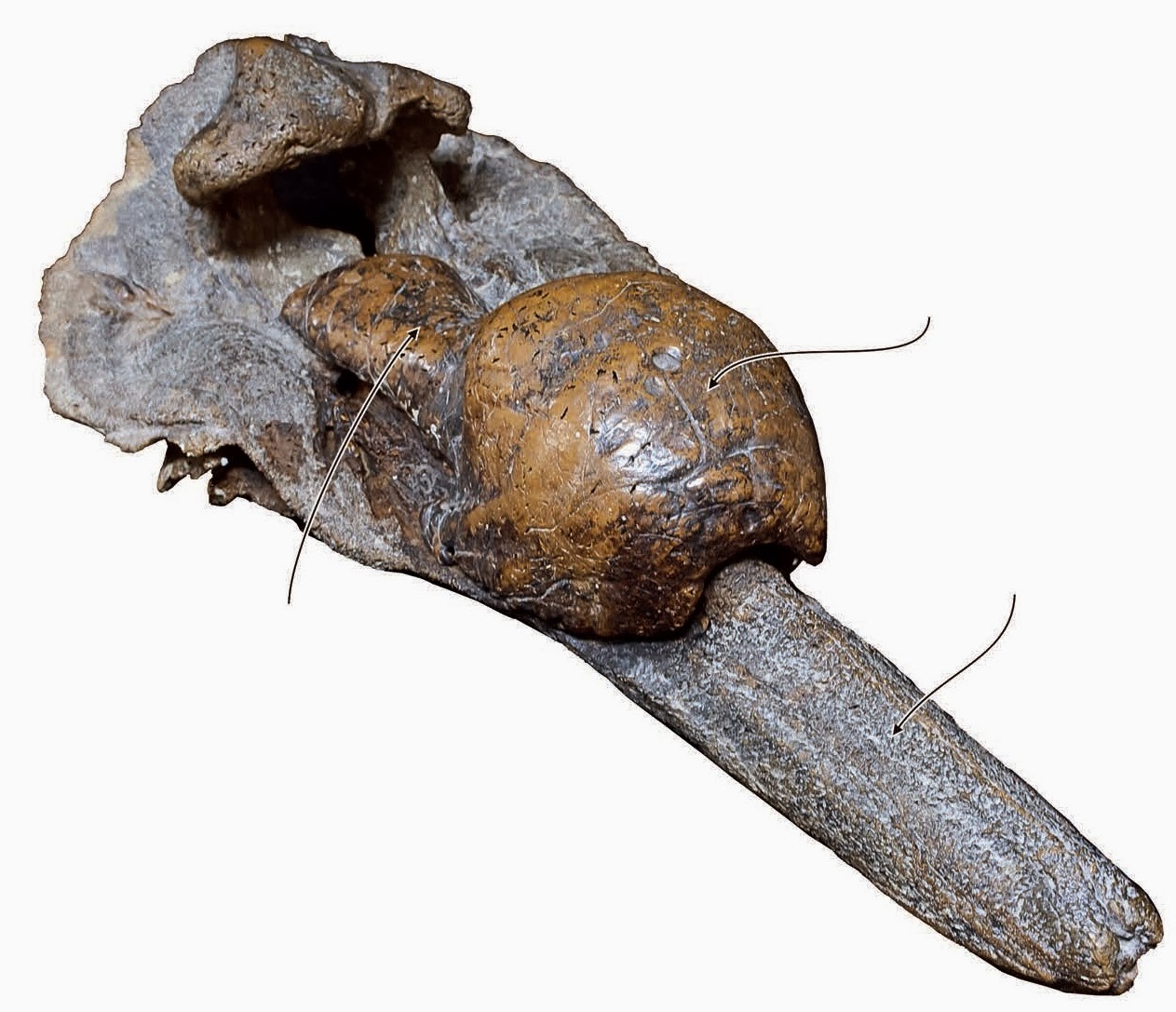 The Coastal Paleontologist, atlantic edition: 2013 in review: Advances ...