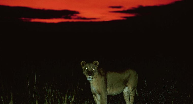 How do animals see in the dark? - Animal species informations