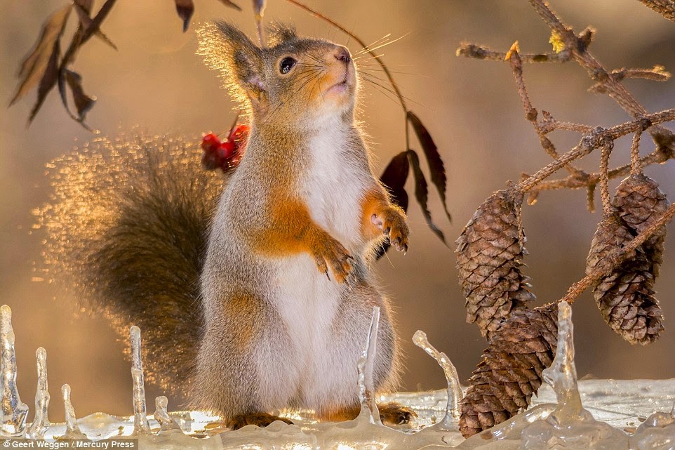 White Wolf : 10 Stunning pictures capture beauty of red squirrels in ...