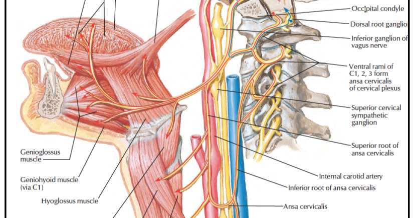 Head And Neck Anatomy Ansa Cervicalis