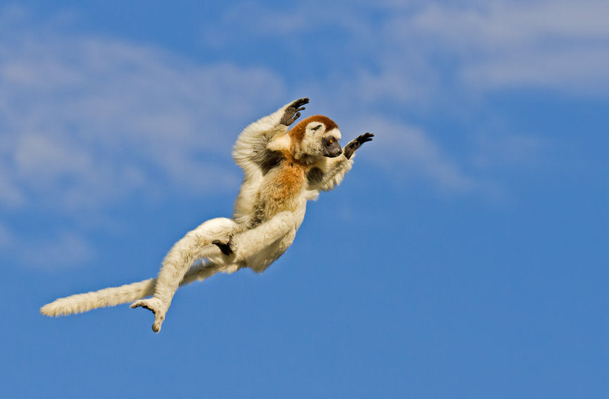 idool 14 fotografías de changos bien monos - Lindos simios | wallpaper ...