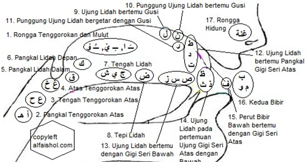 TAJWID: Pembagian Makhraj Huruf