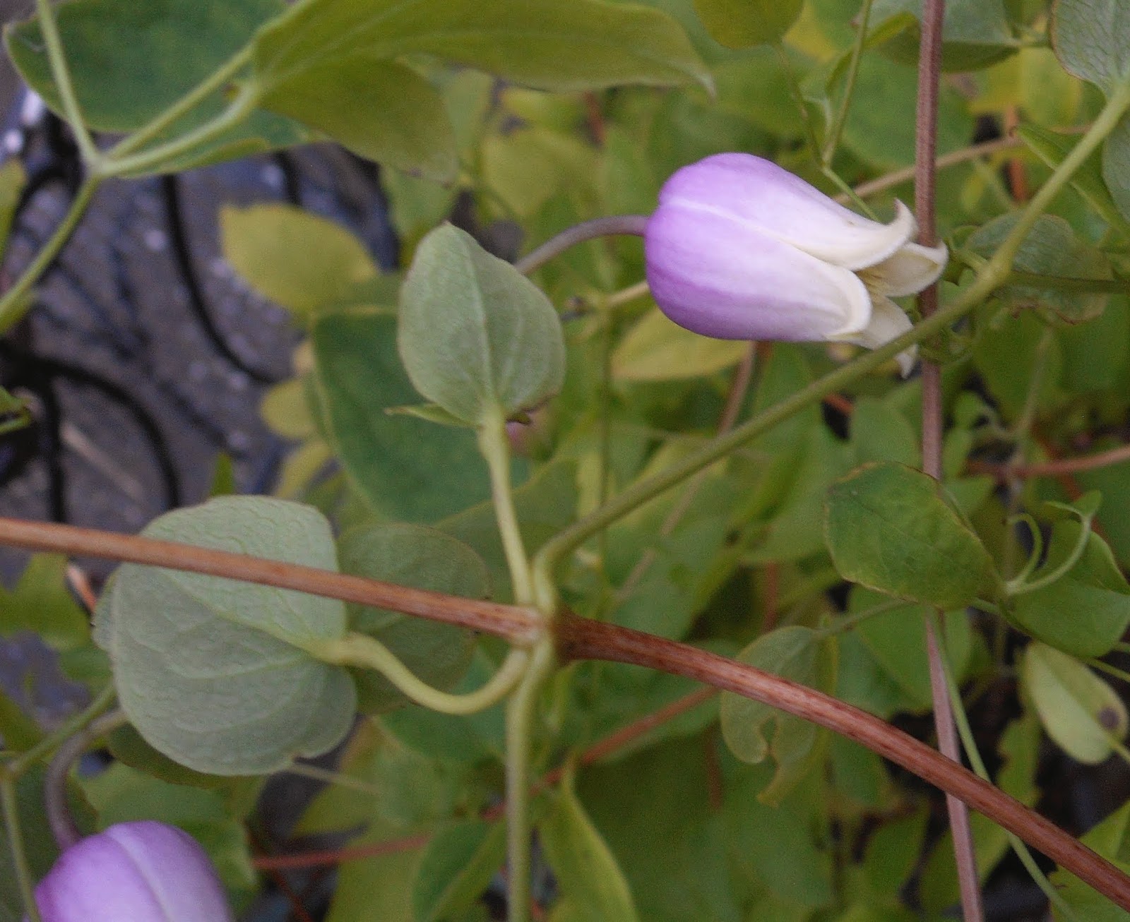 Gardening With Grace: Clematis, Geranium and a Few More