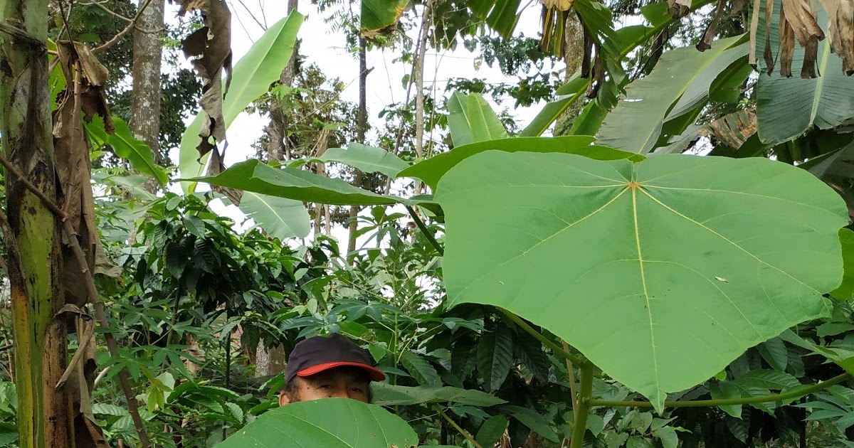 Cara agar balsa cepat gede