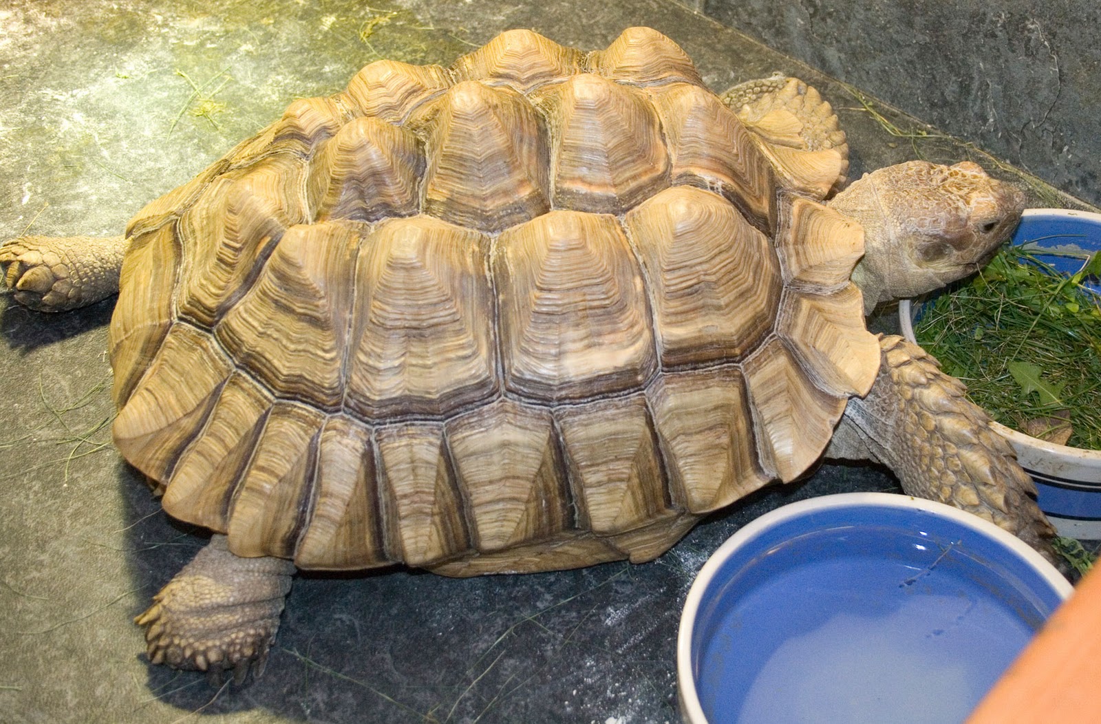 A Rookie's Guide to Twain Country: An Ode to Fall. And Critters.
