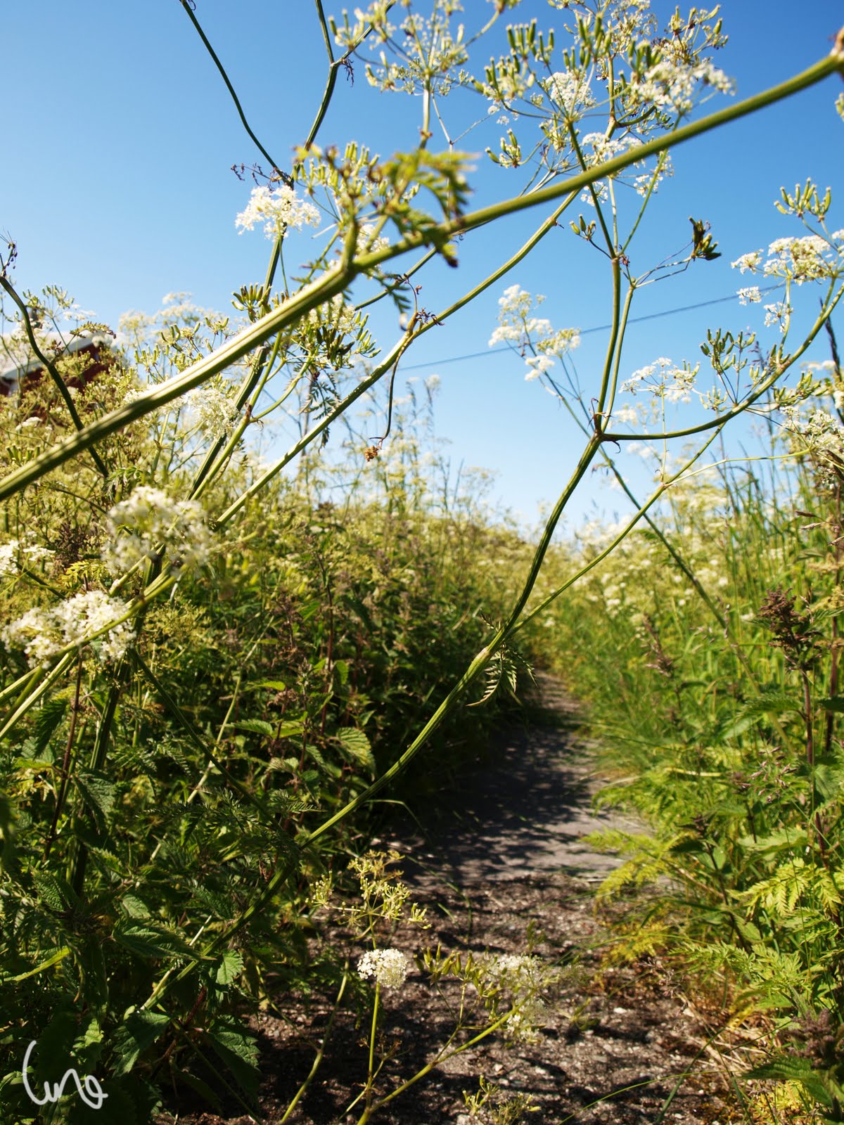 Try seeing it through my lens: 25/52 Midtsommer