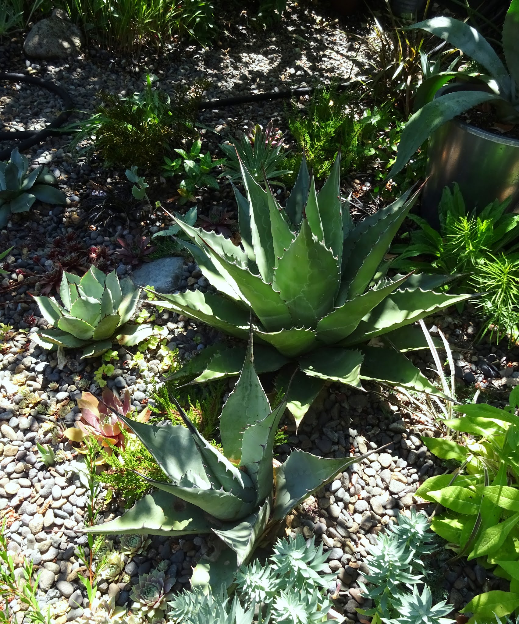 danger garden: It's National Agave Day!