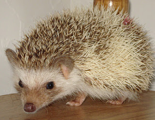 Yuan Perdana Blog's: Jenis-Jenis Landak Mini