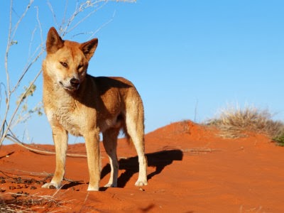 Dingo Animals | Latest Facts & Pictures | All Wildlife Photographs
