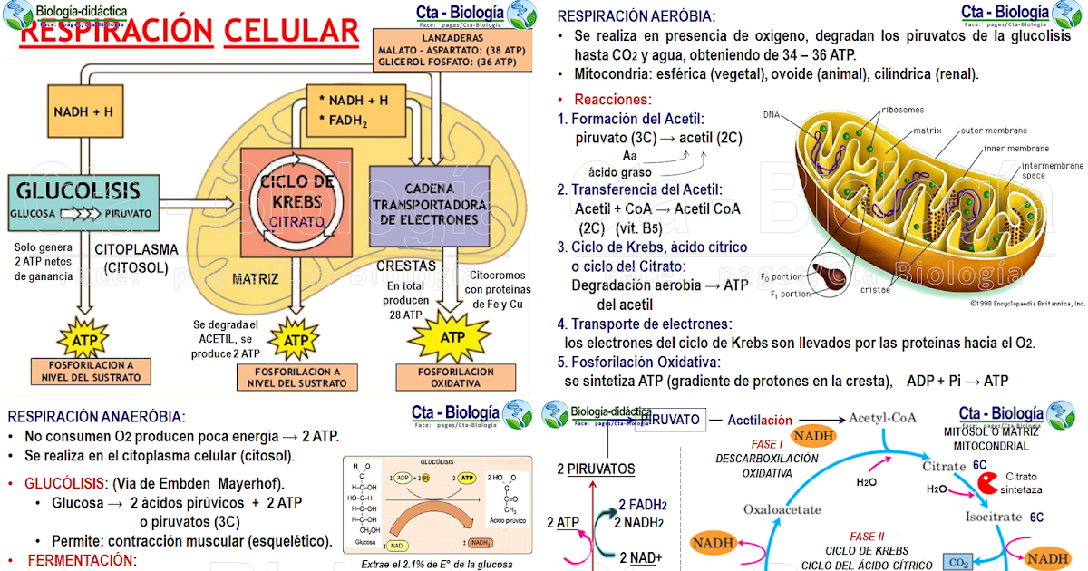 Biología didáctica: Semana 12 - BIOLOGÍA : Respiración Celular.