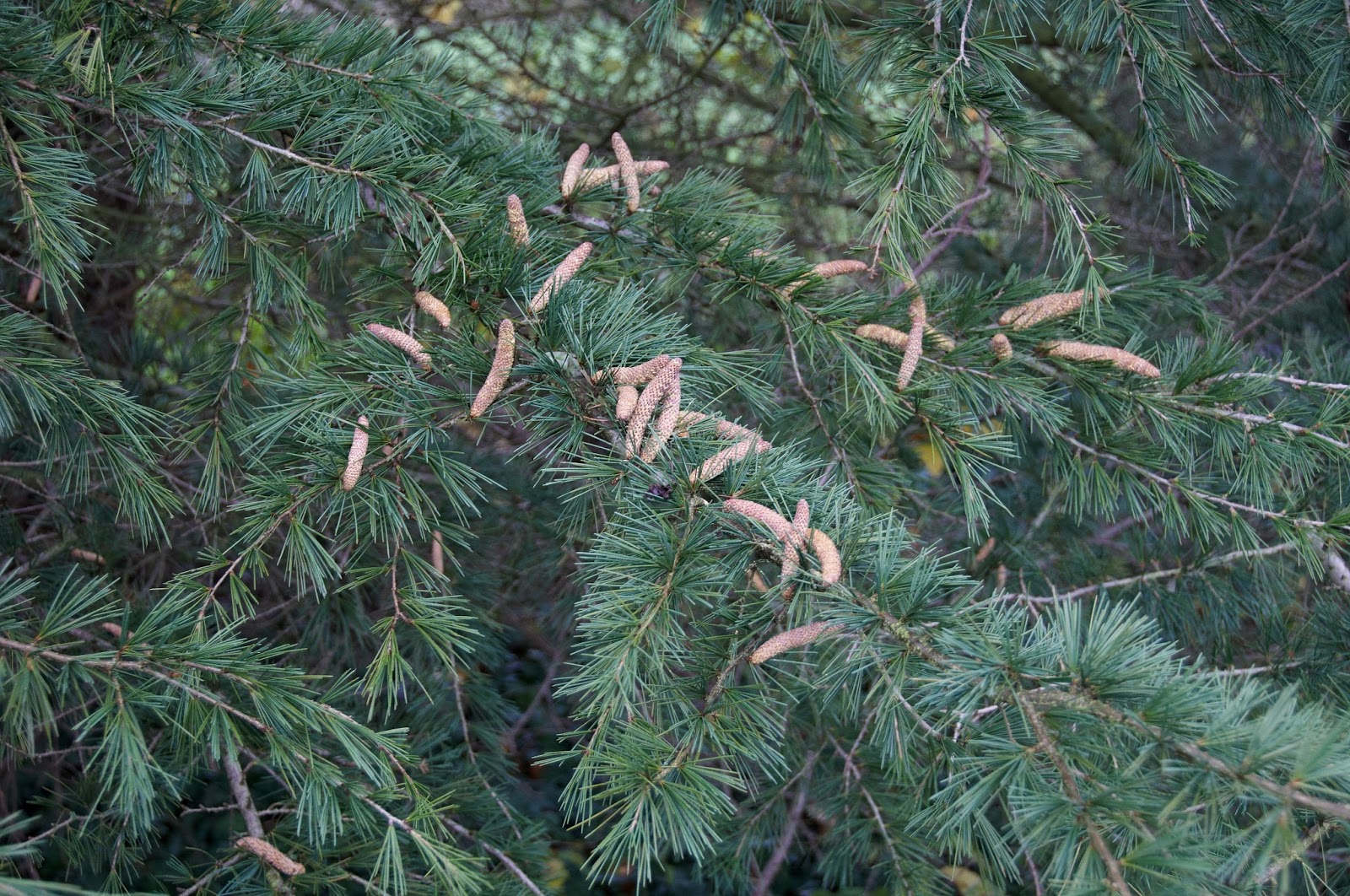 Trees Planet: Cedrus deodara – Deodar Cedar