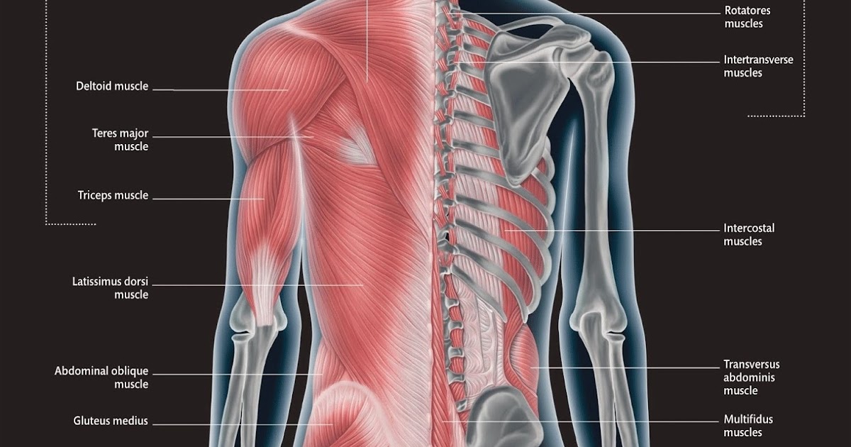 BACK AND NECK MUSCLES
