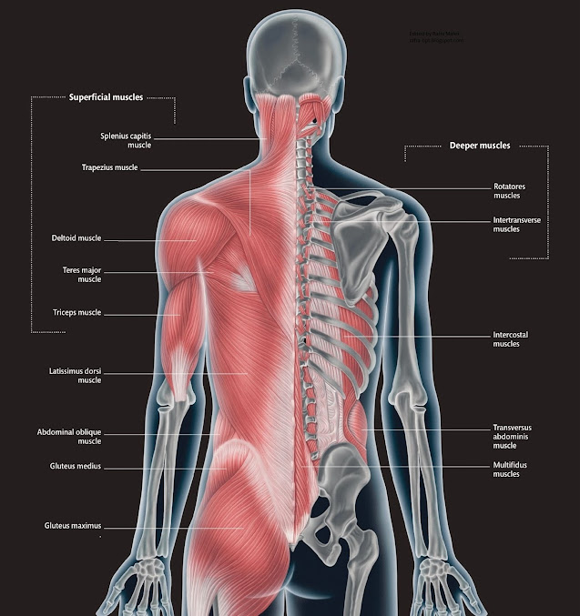 BACK AND NECK MUSCLES