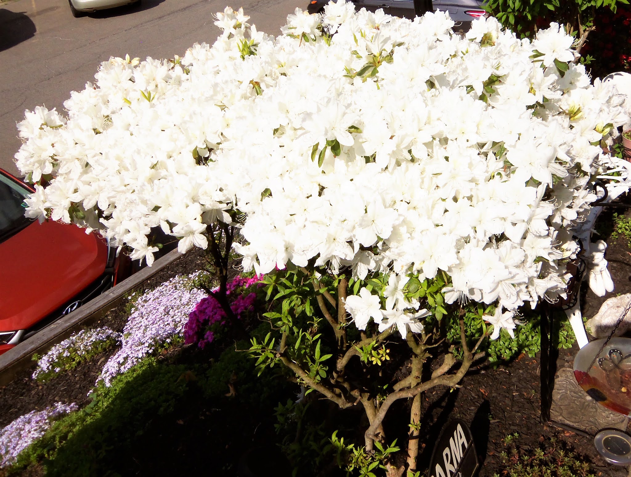 DEBBIE-DABBLE BLOG: Spring Flowers in the Front Yard....