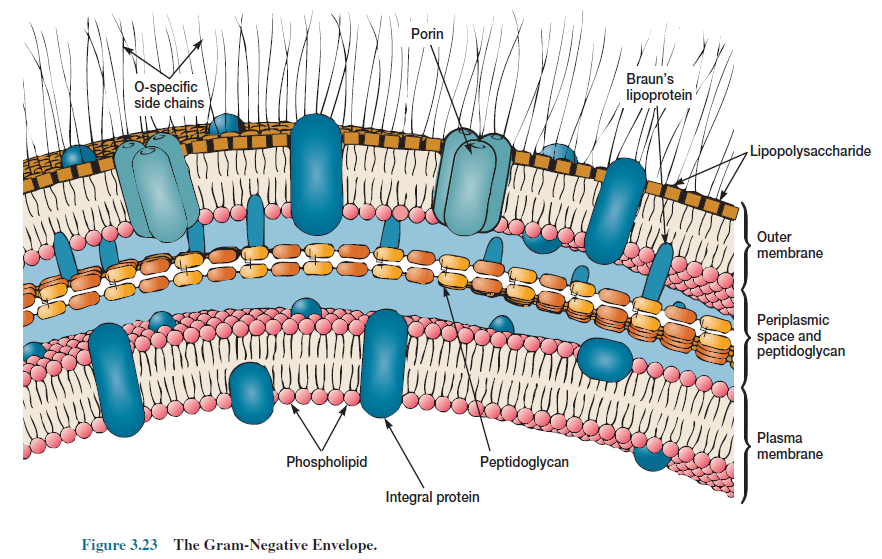 Microbiology Notes: Bacterial Cell Structure and Function