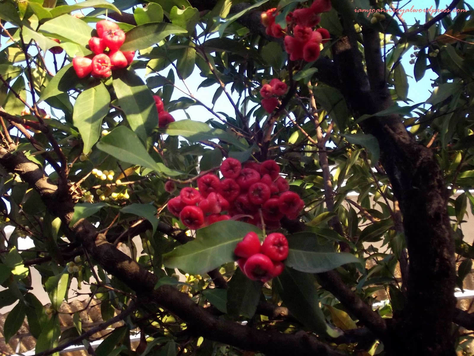 Ocean Breeze: The Tragedy In Makopa