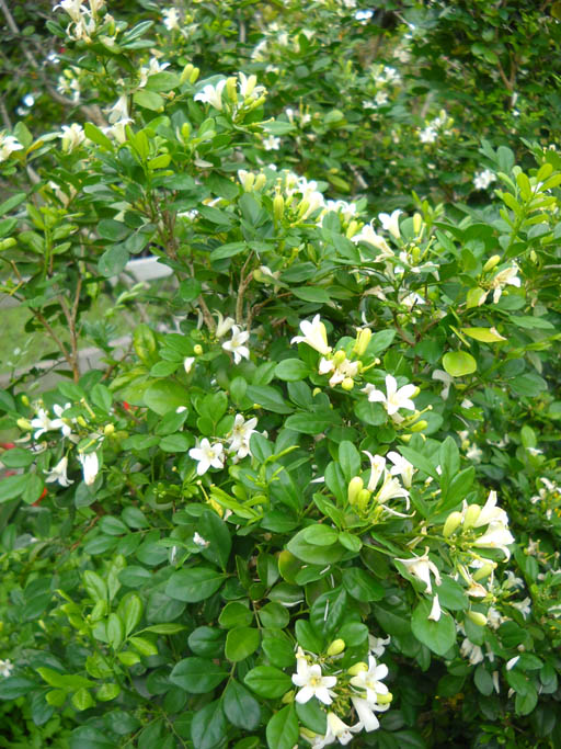 A Diary of an Organic Gardener in the Philippines: Mango Fever Sets In ...