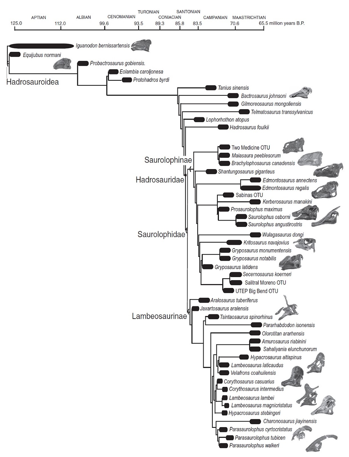 Species New to Science: [Paleontology] Hadrosauridae: Global Phylogeny ...