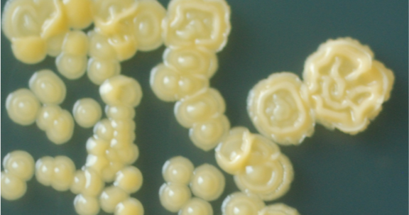 Variety of Life: Bacilli