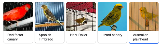 Most Interesting Facts About Domestic Canary