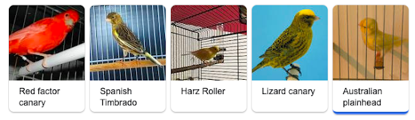 Most Interesting Facts About Domestic Canary