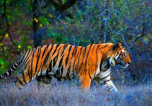 Tiger Sighting in Pench Tiger Reserve - Luxury Stay in Pench
