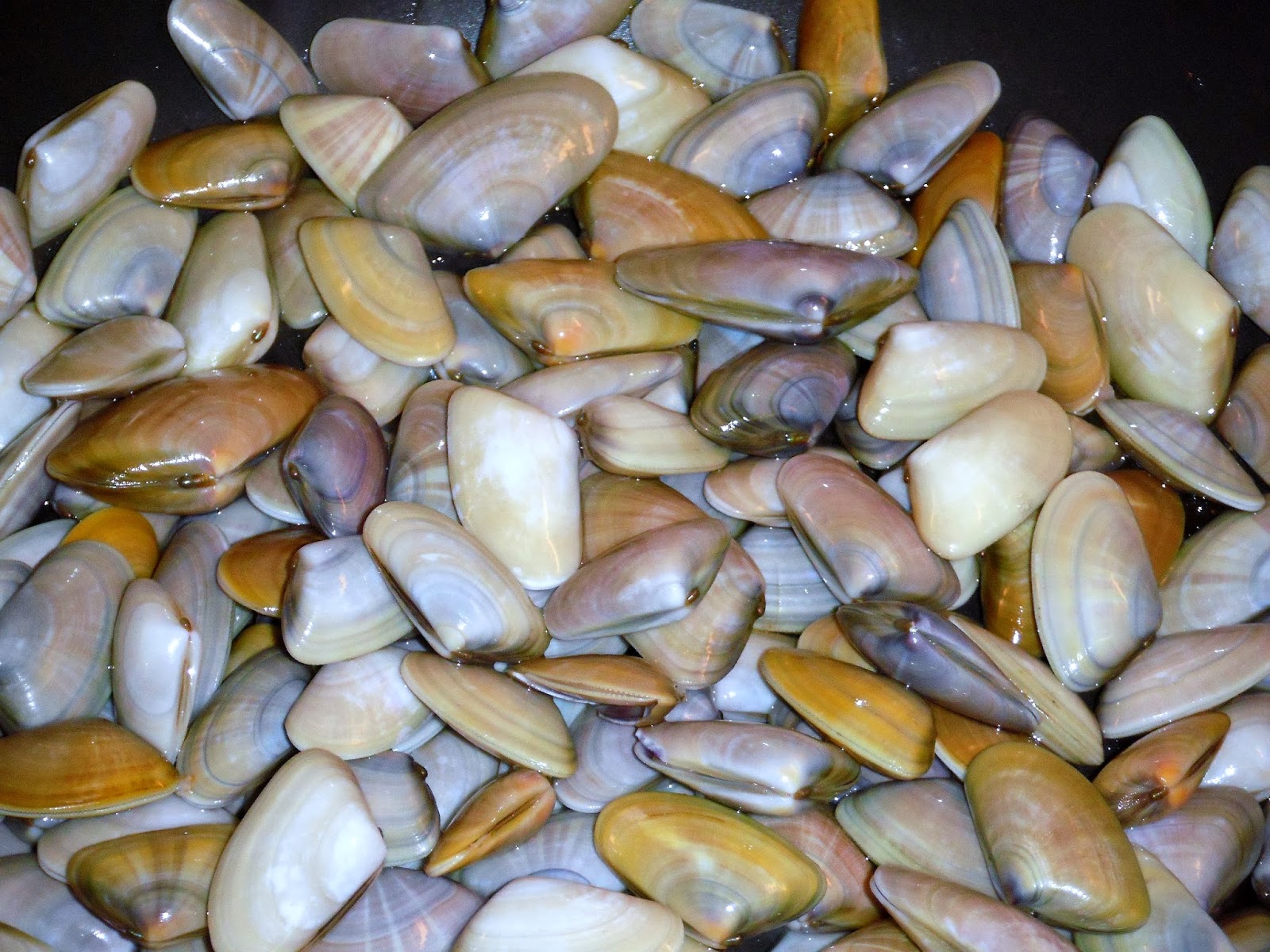 La familia en la cocina: Tallarinas abiertas a la plancha con su ajito ...