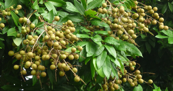 Ciri Ciri Pohon Kelengkeng (Dimocarpus longan) Di Alam Liar ...