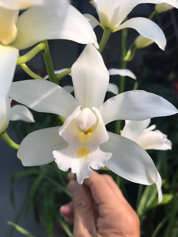 Cymbidium insigne f. album (O'Brien) O.Gruss & M.Wolff