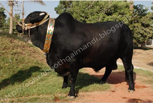 Sohrab Goth Gai Mandi Photos Gallery: Shah Cattle Farm 2008