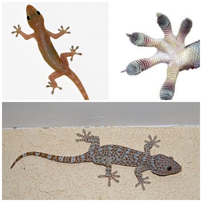 18+ Ide Istimewa Ciri Ciri Cicak Dan Habitatnya