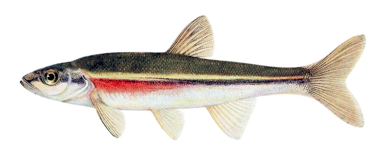 Artes de Pesca: ACTINOPTERYGII