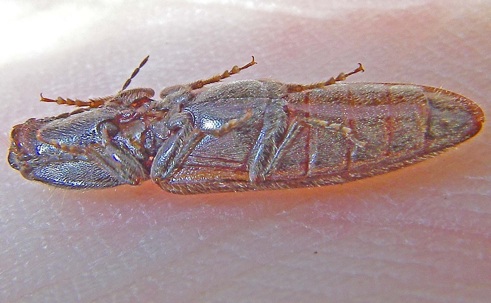 CABINET OF CURIOSITIES: Thanatosis