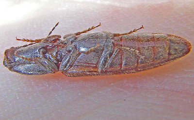 CABINET OF CURIOSITIES: Thanatosis