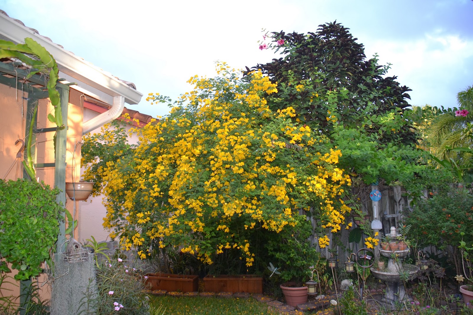 DragonFly Garden: Yellow Cassia tree in full bloom