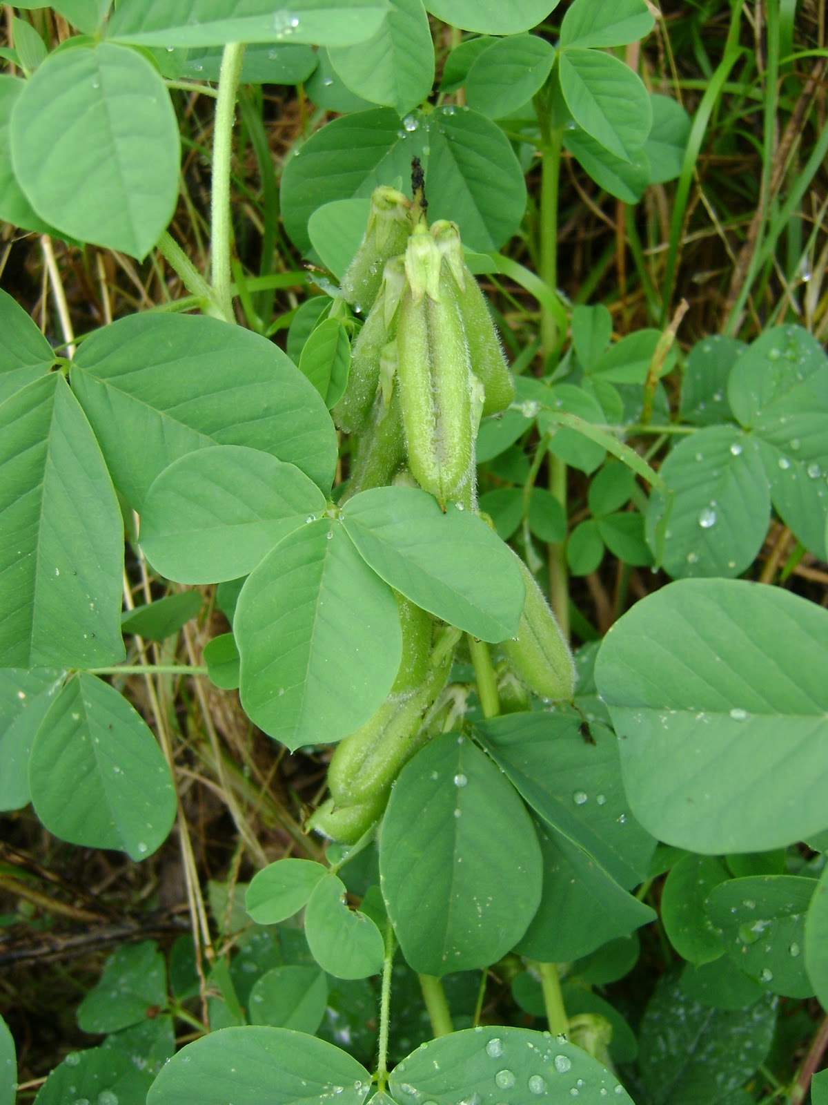 The Flowering plants (Leguminosae - Fabaceae): Fabaceae - Crotalaria ...