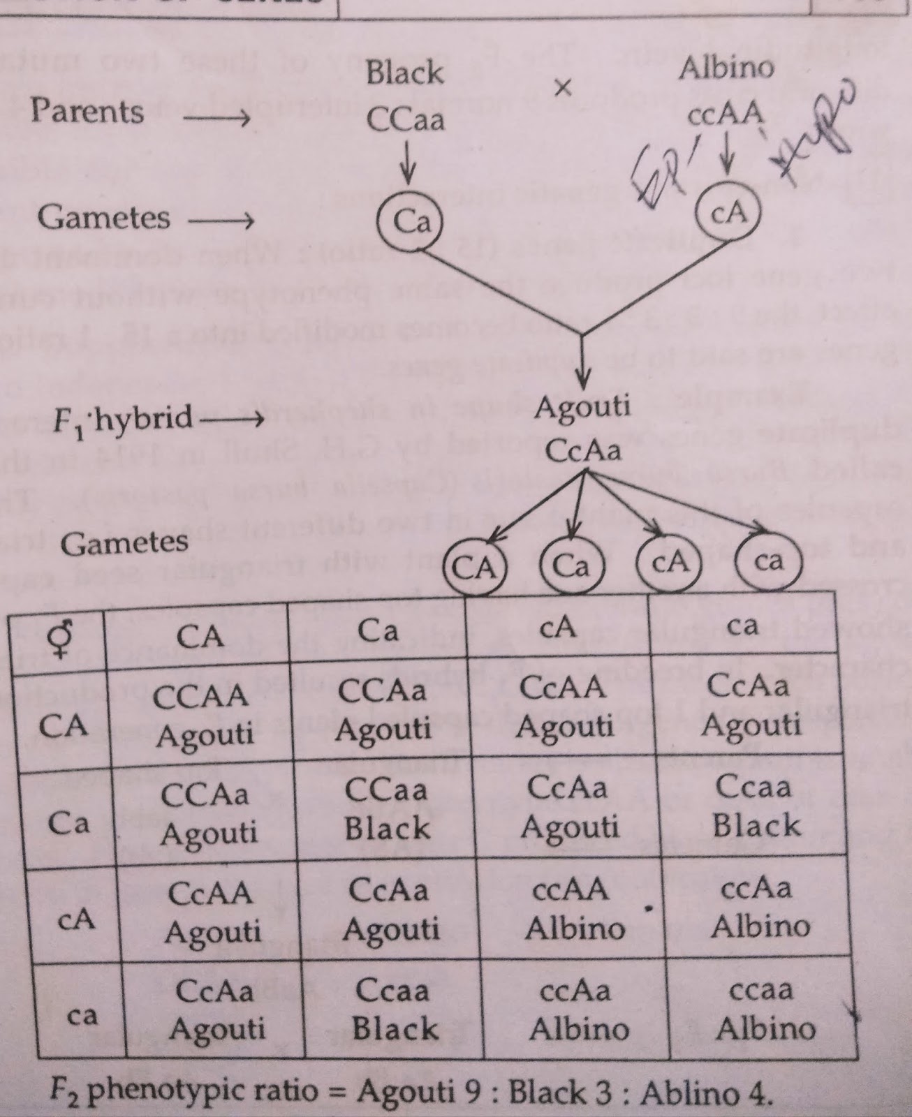 Department of Botany, Girraj Govt. College: September 2019