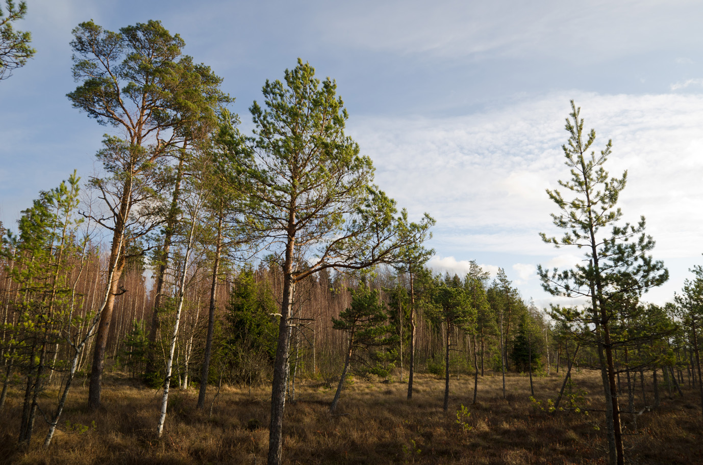 Loitsija: Enne aastavahetust Valgesoo rabas