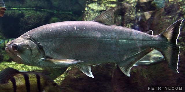 CACHORRA (Hydrolycus armatus)