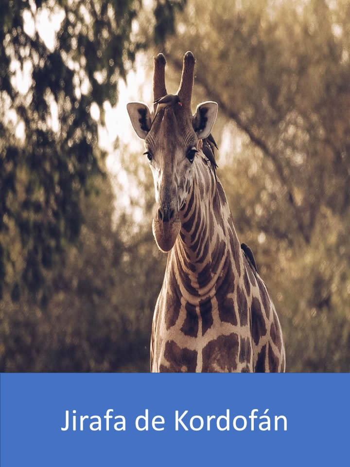 📌¿Por Qué Tiene El Cuello Tan Largo La Jirafa?📌