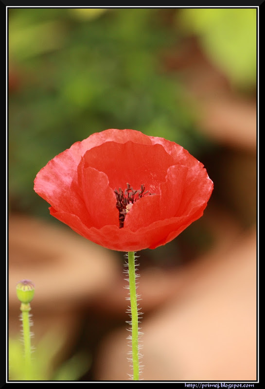 Prime Photos: Poppy Flower