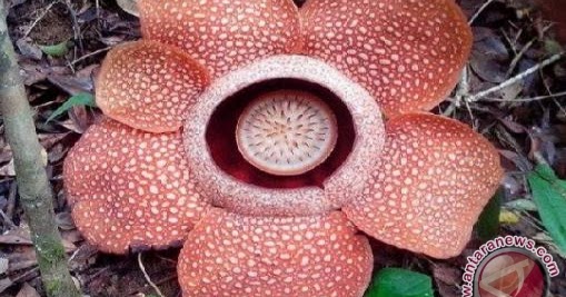 BUNGA TERBESAR, TERTINGGI DAN TERKECIL DI DUNIA - Ensiklopedia Cilik