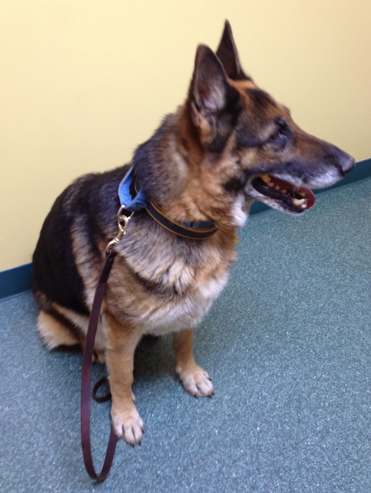 VA Dog Rescue: As Dog is my witness,