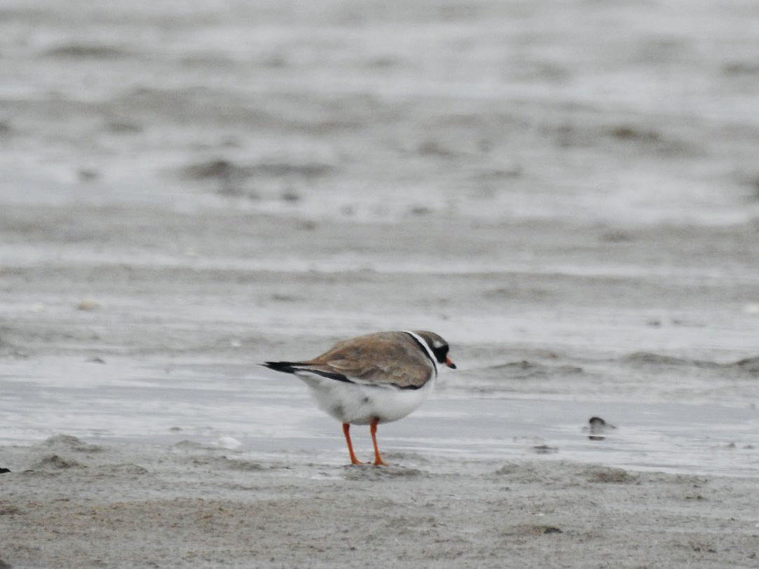 Hilbre Bird Observatory